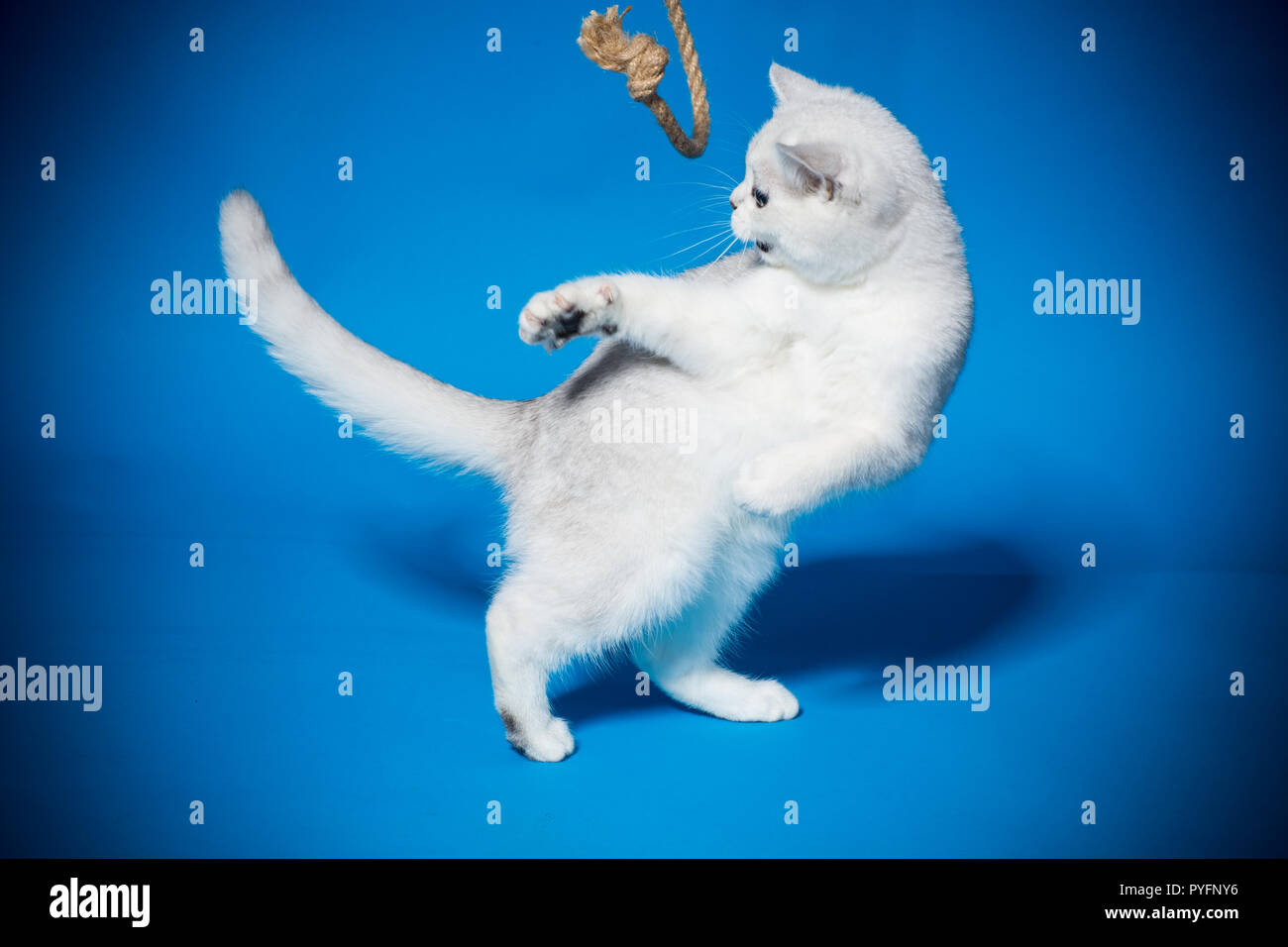beautiful young cat breed Scottish chinchilla straight Stock Photo - Alamy