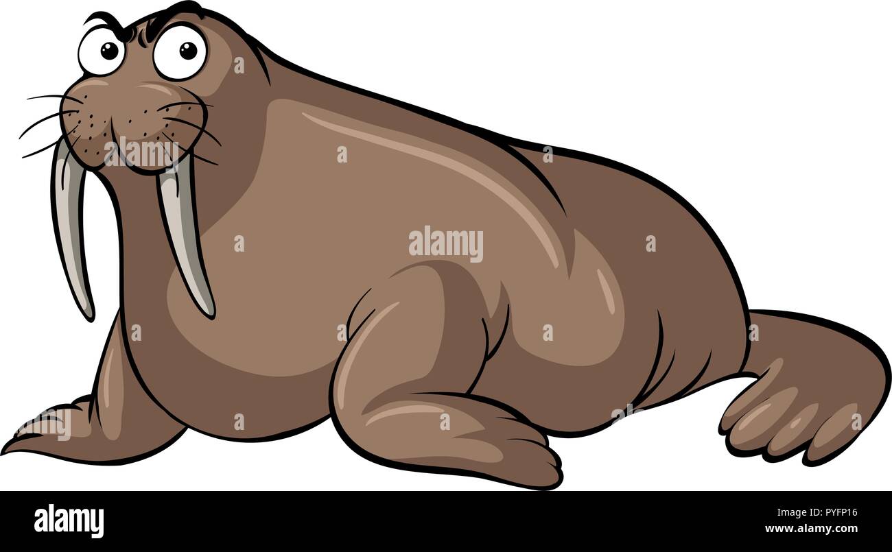 Walrus with serious face on white background illustration Stock Vector ...