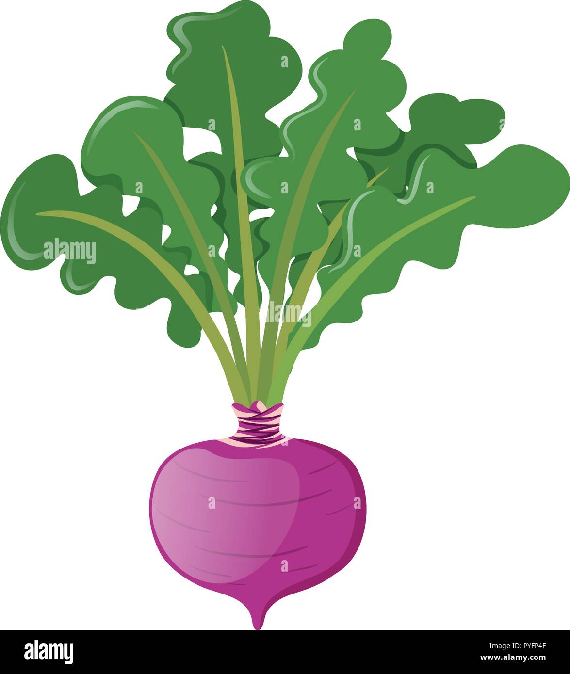 Beetroot with green leaves illustration Stock Vector Image & Art - Alamy