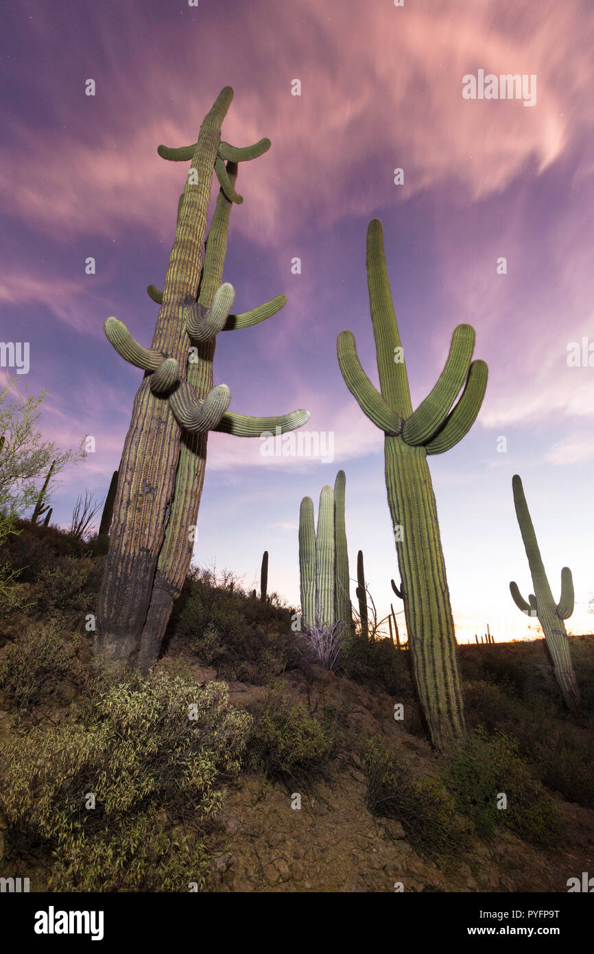 Giant saguaro cactus, Carnegiea gigantea, at dawn in the Sweetwater ...