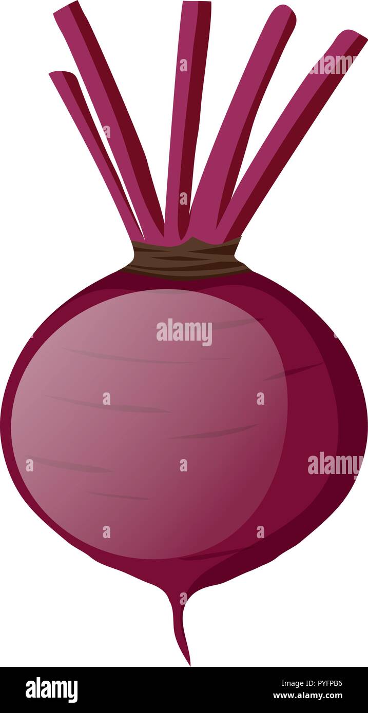 Beetroot without leaves on white background illustration Stock Vector ...
