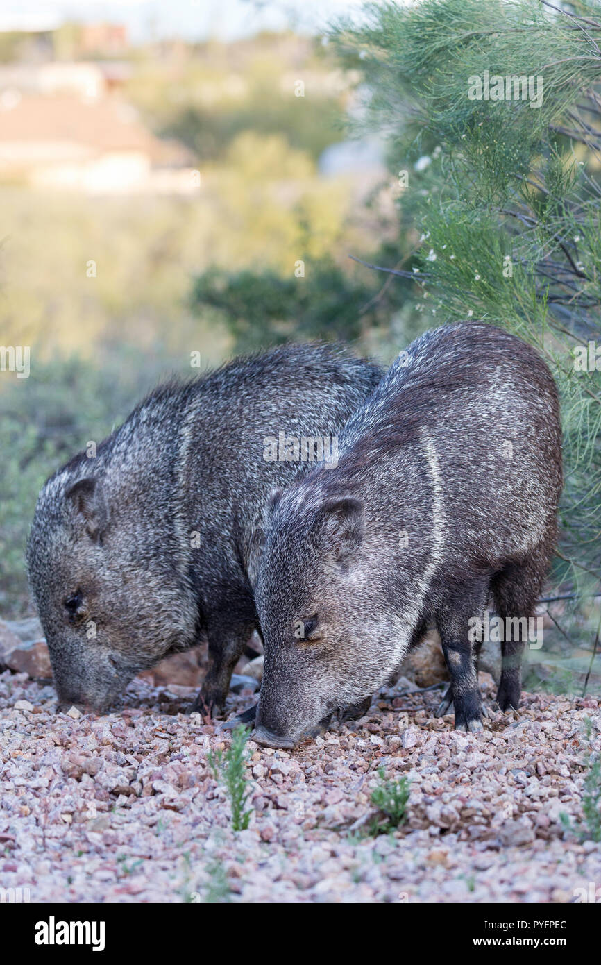 Adult javalinas, collared peccary, Pecari tajacu, in the Sonoran Desert ...