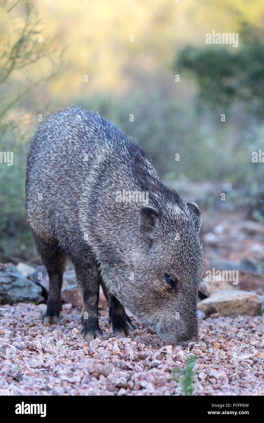 Peccary collared hi-res stock photography and images - Alamy