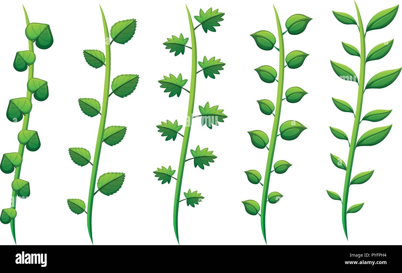 Seamless pattern of vine illustration Stock Vector Image & Art - Alamy