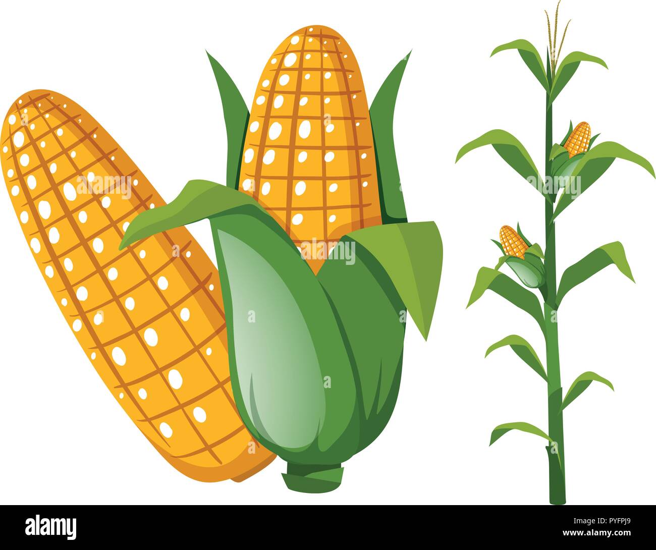 Corns on the cob and plant illustration Stock Vector Image & Art - Alamy