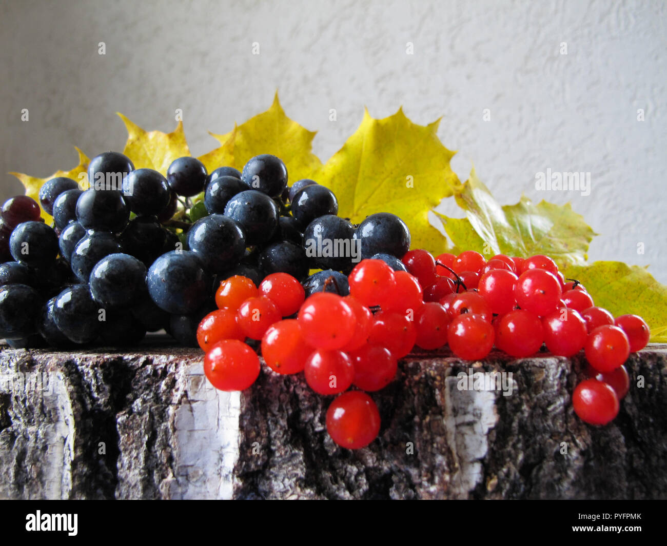 Autumn colorful still life. Black grapes, red berries of viburnum and ...