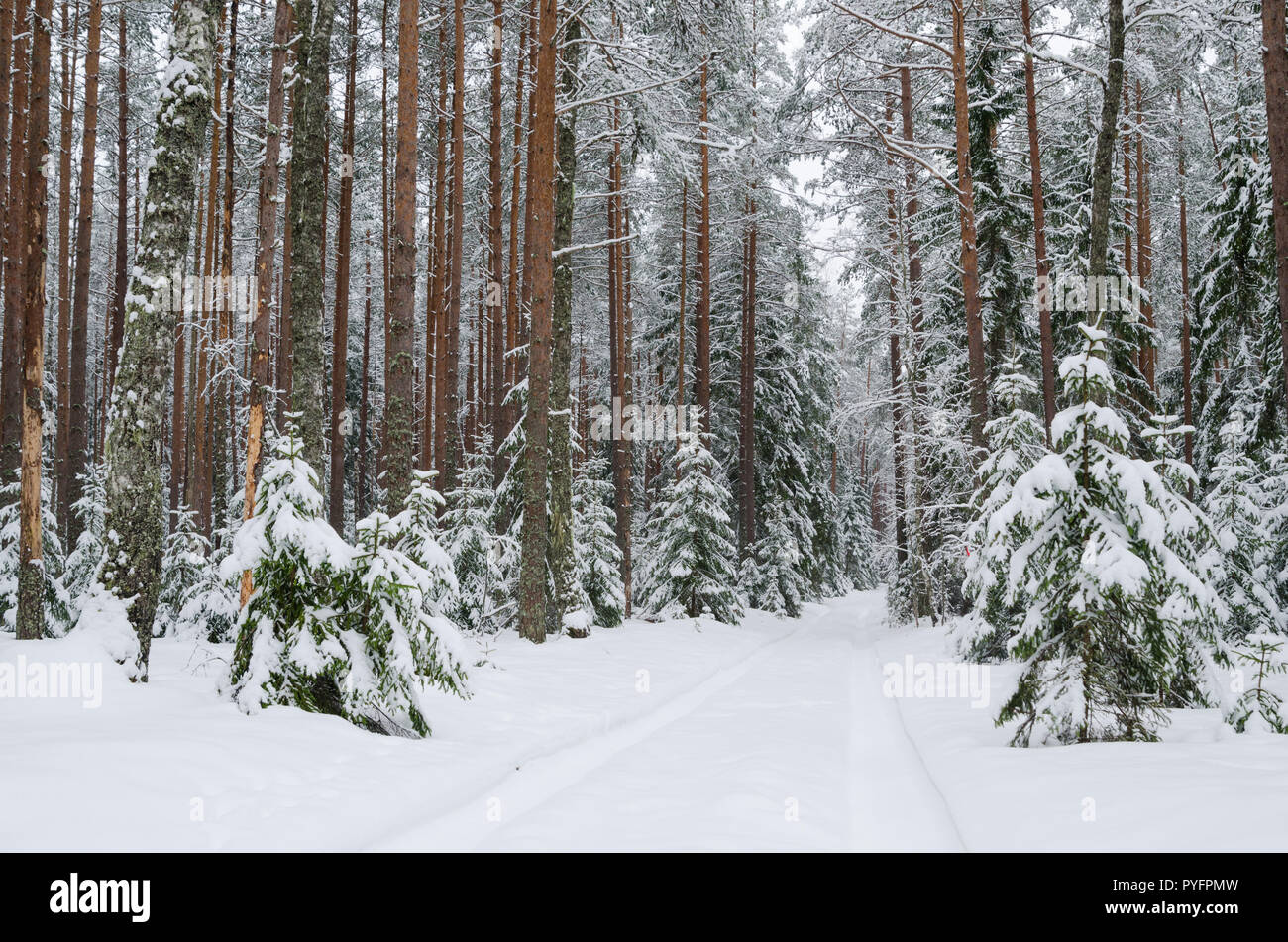 Road through snowy forest Stock Photo - Alamy