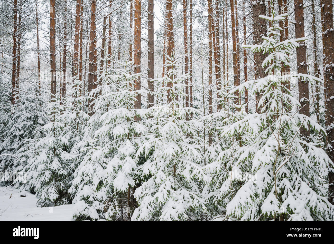 Forest after blizzard hi-res stock photography and images - Alamy