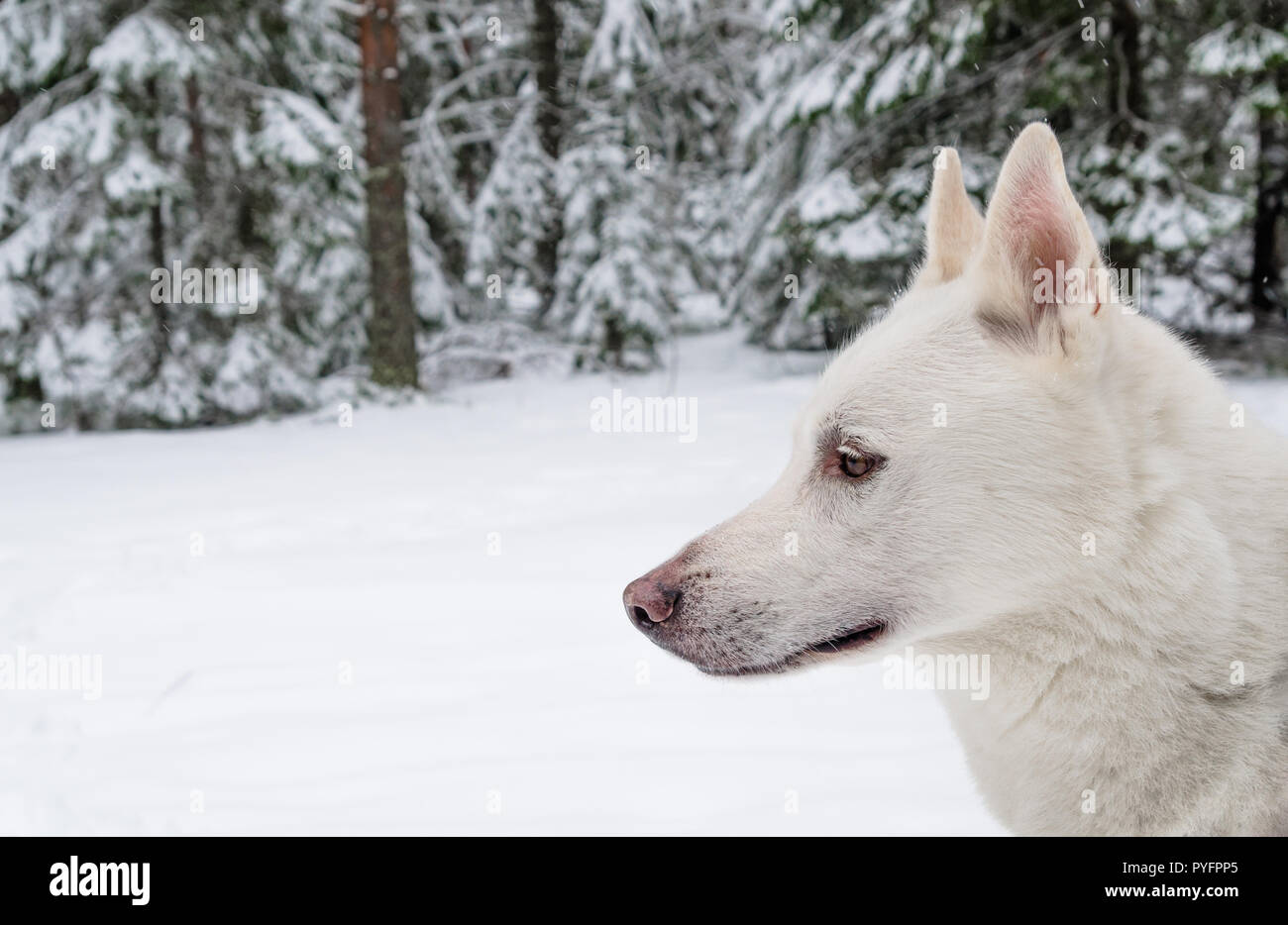 Muzzle white Husky profile, close-up Stock Photo - Alamy