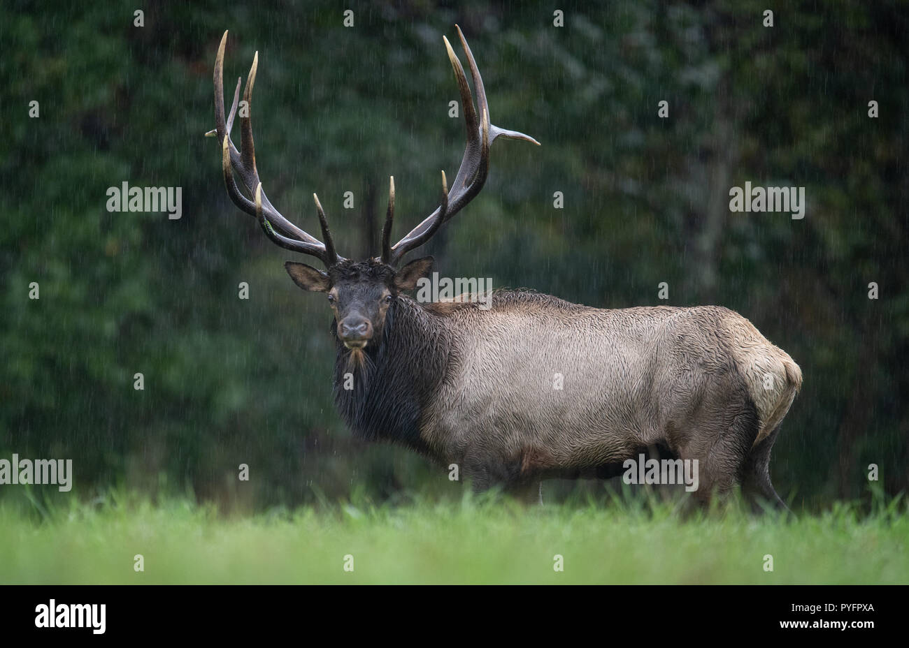 Wilk Elk during the Rut Season Stock Photo - Alamy