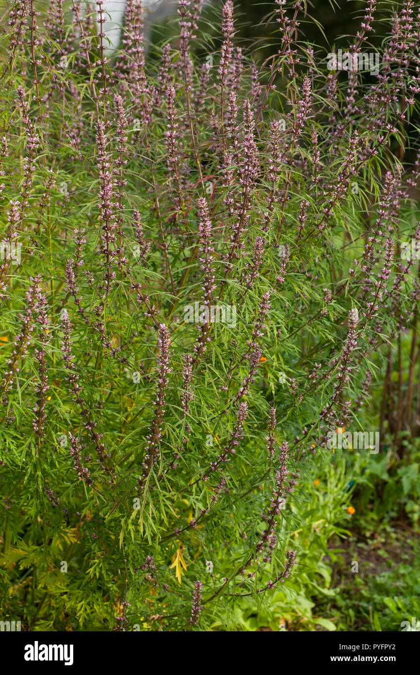 Native siberia hi-res stock photography and images - Alamy