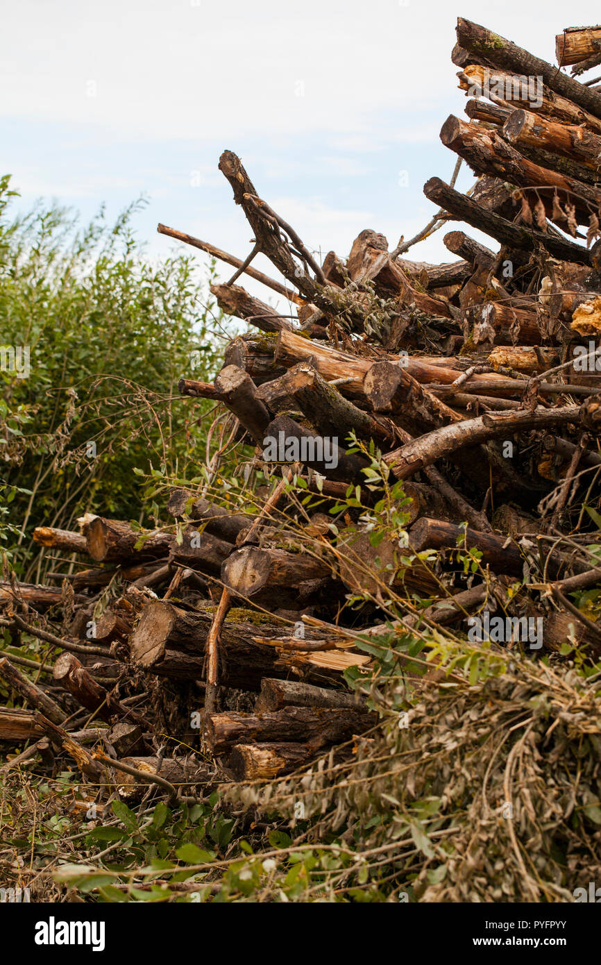 A large stack of timber in a forest waiting to be turned into biofuel ...