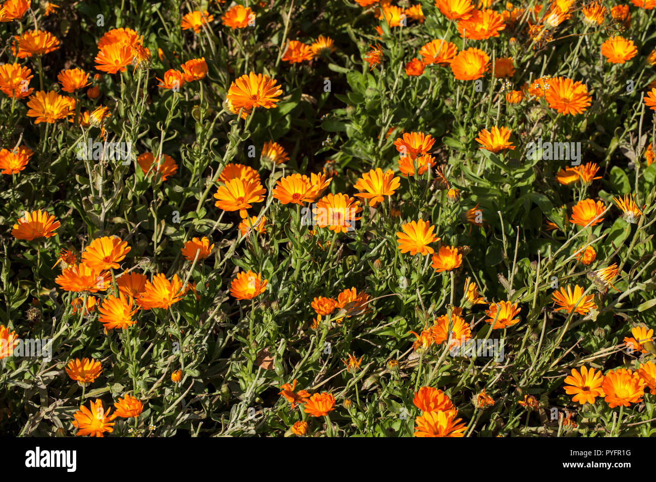 Calendula officinalis flower. Blooming flower of calendula Stock Photo ...