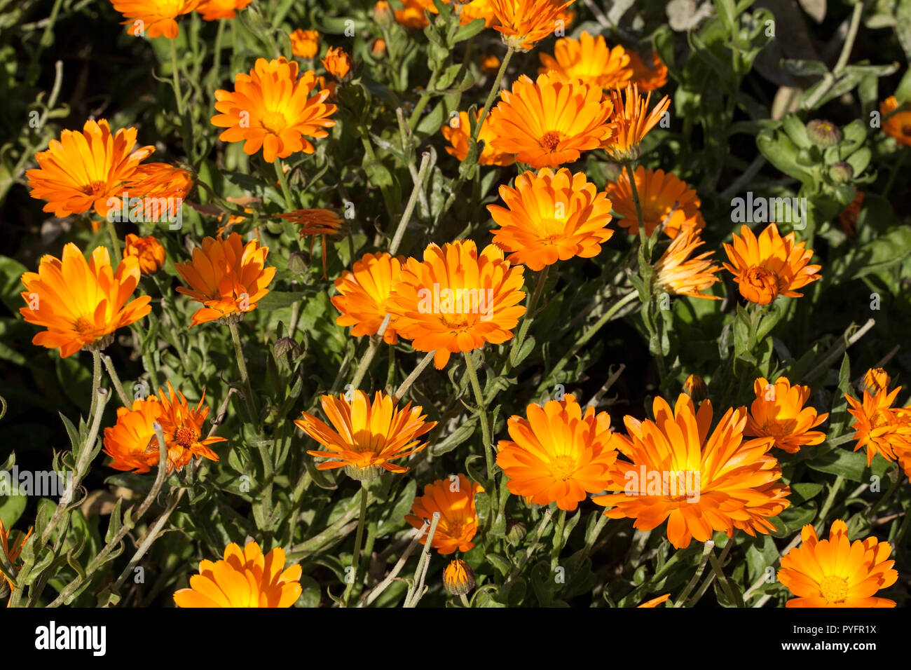 Calendula officinalis flower. Blooming flower of calendula Stock Photo ...