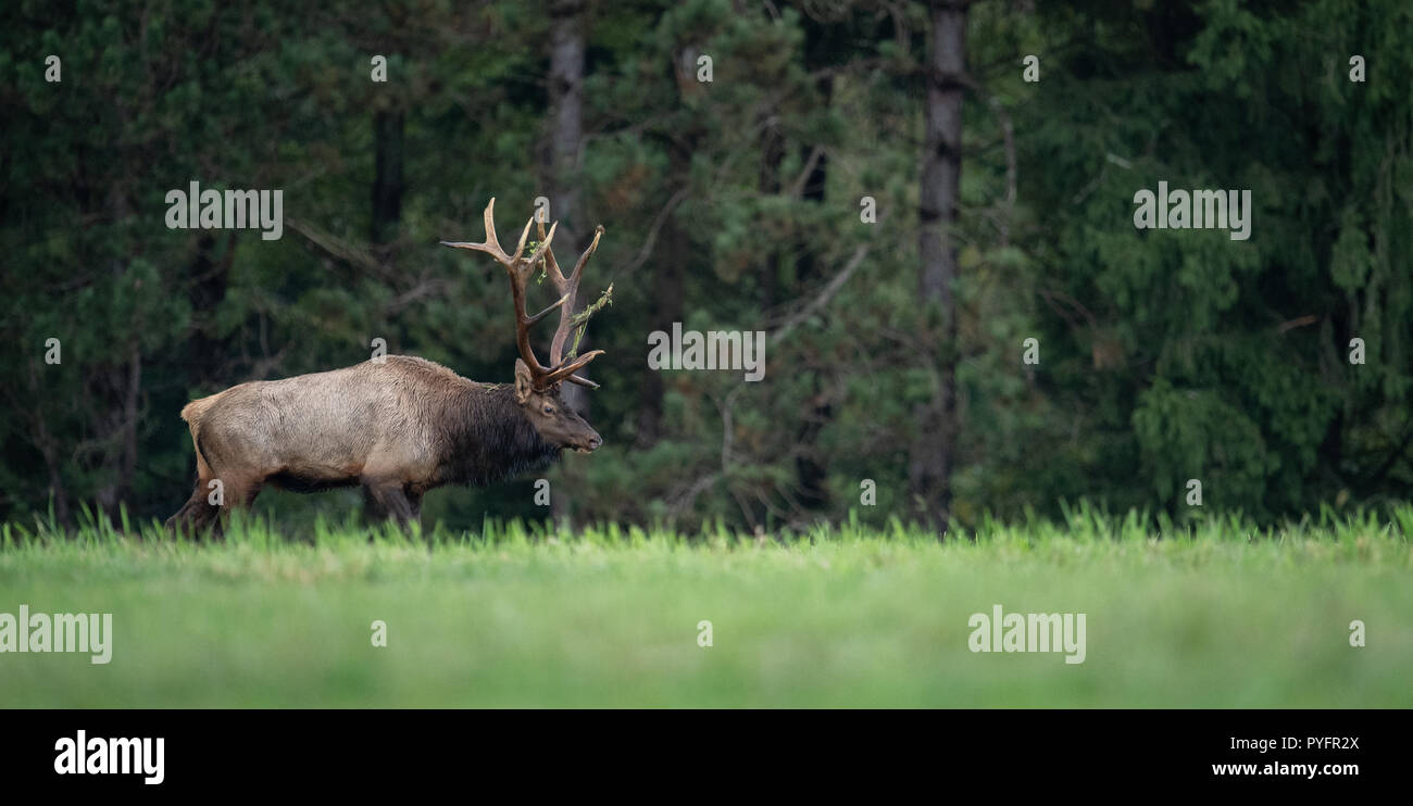 Wilk Elk during the Rut Season Stock Photo - Alamy