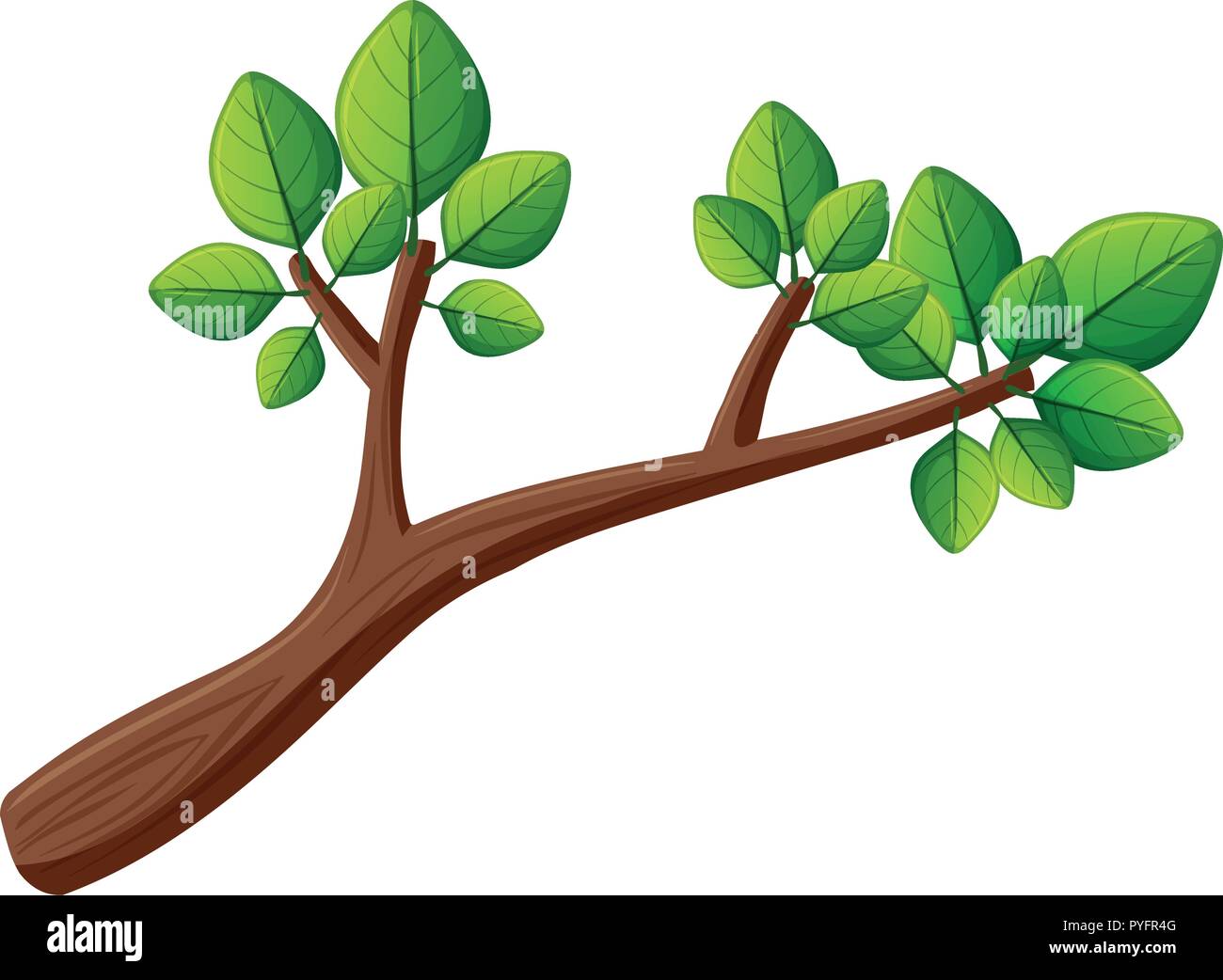 Tree branch with green leaves illustration Stock Vector Image & Art - Alamy