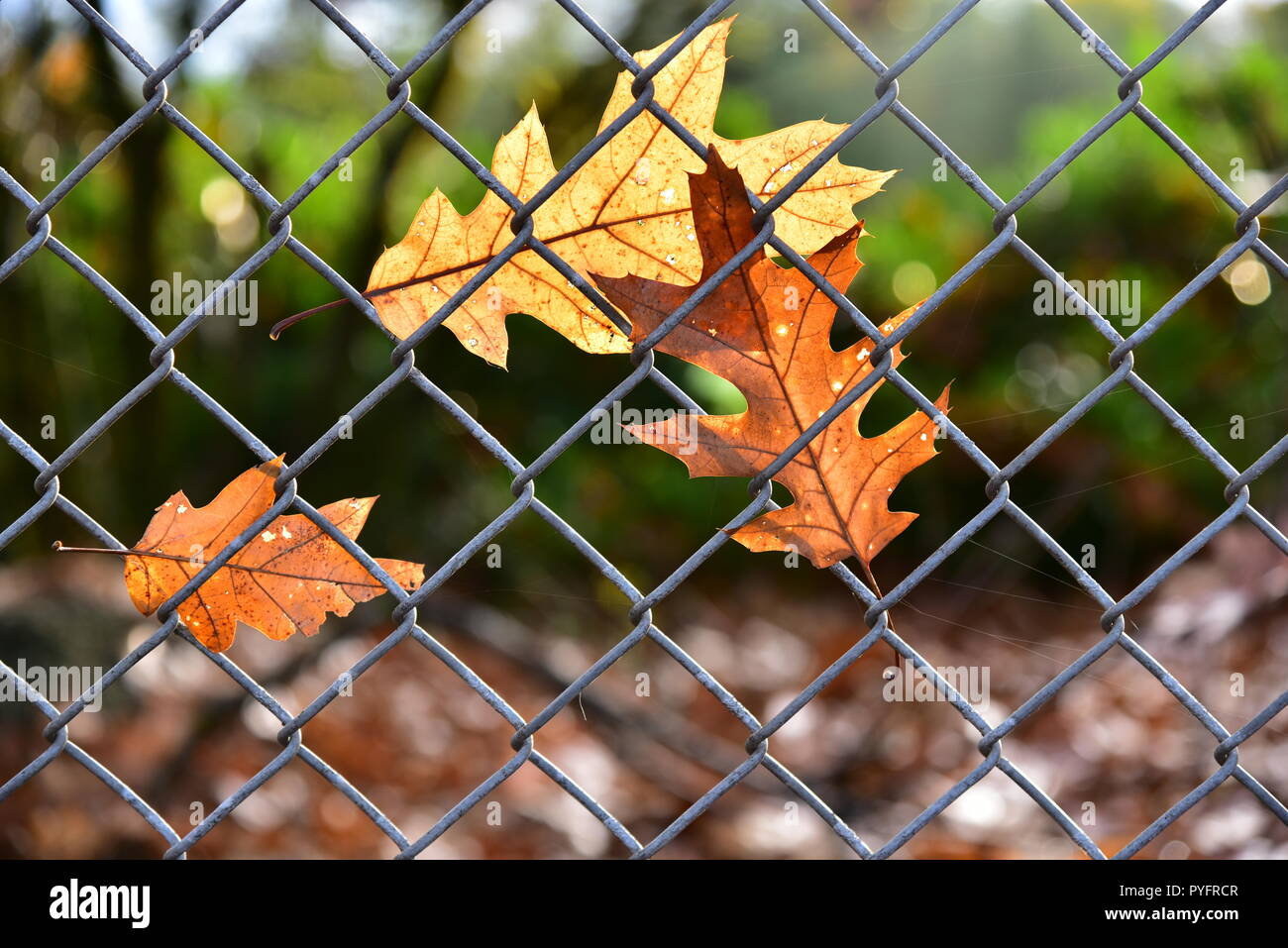 Fallen leaves on fence Stock Photo - Alamy