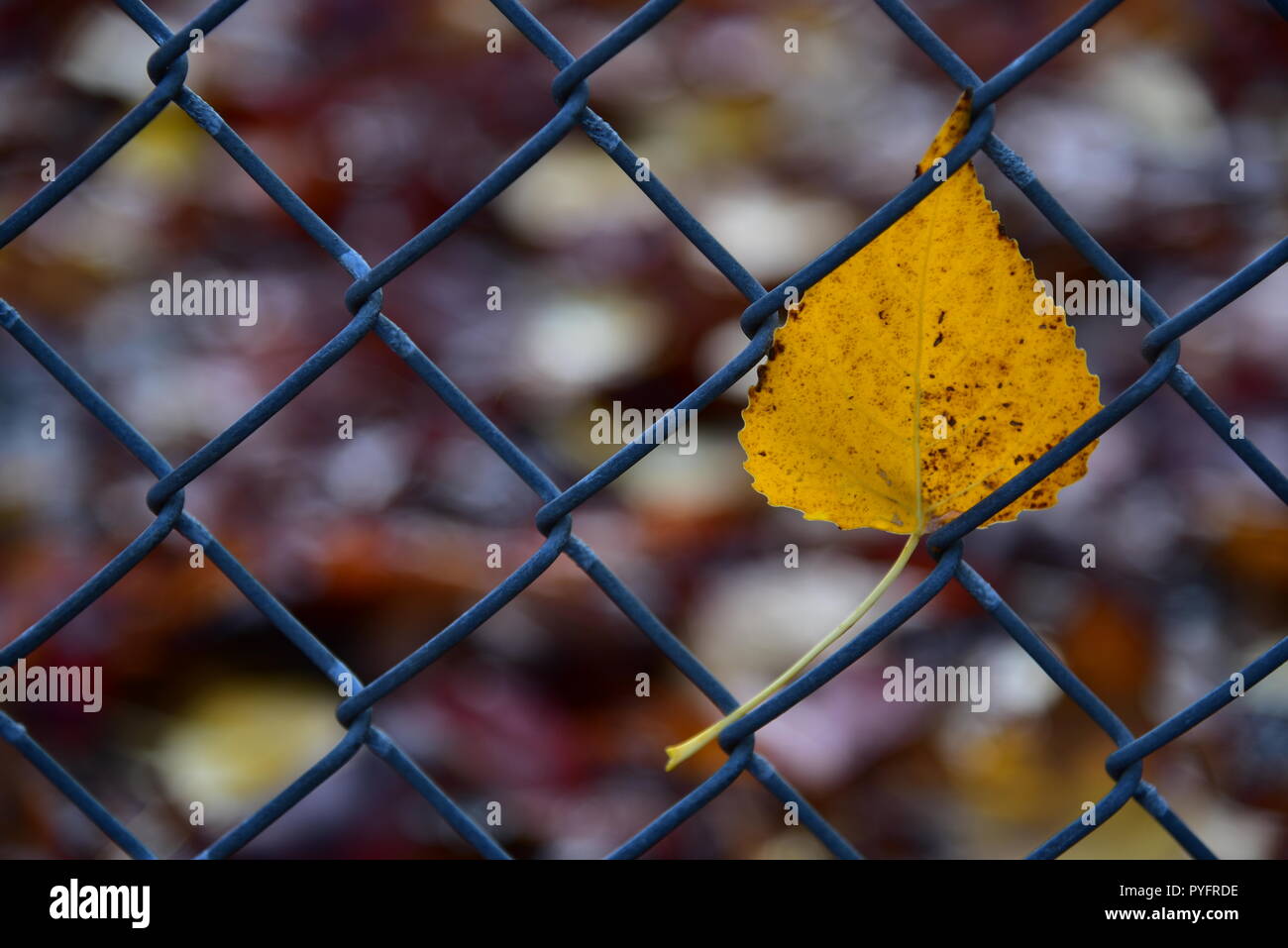 Fallen leaves on fence Stock Photo - Alamy