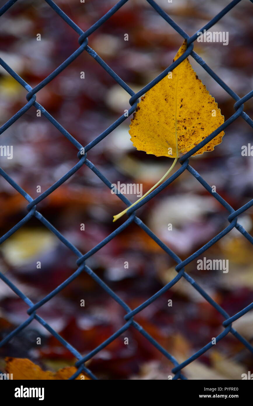 Fallen leaves on fence Stock Photo - Alamy