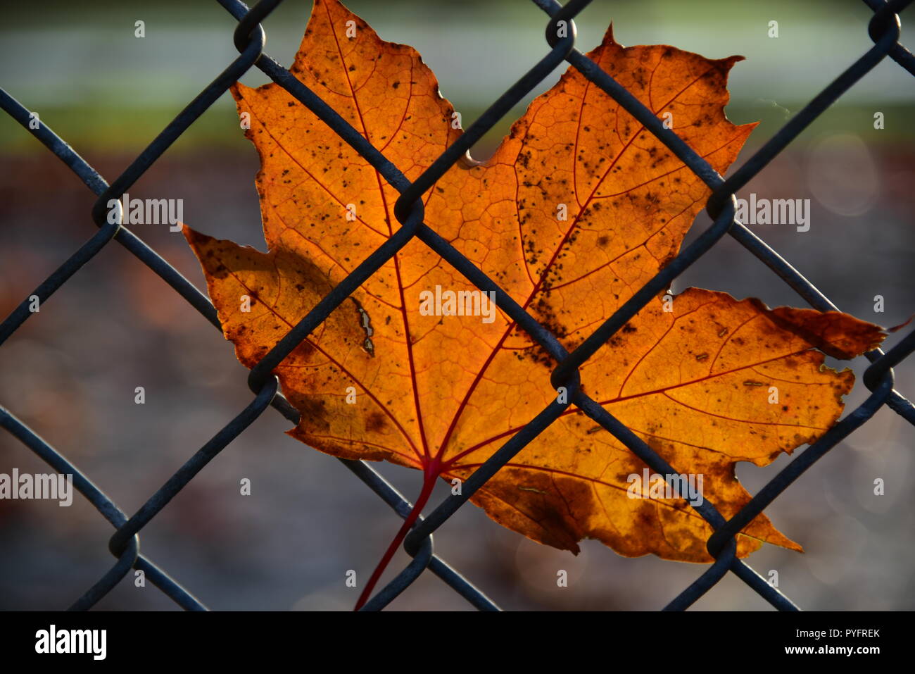 Fallen leaves on fence Stock Photo - Alamy