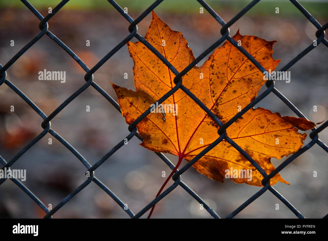 Fallen leaves on fence Stock Photo - Alamy