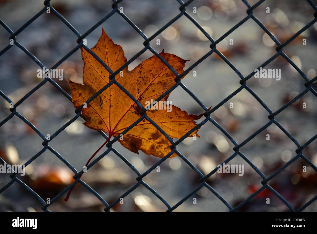 Autumn leaf on fence hi-res stock photography and images - Alamy