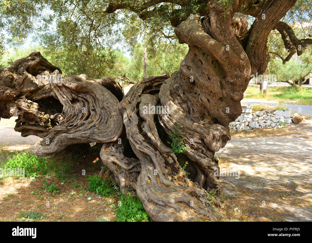 More than 2000 years old olive tree on Greece island Zakynthos Stock ...