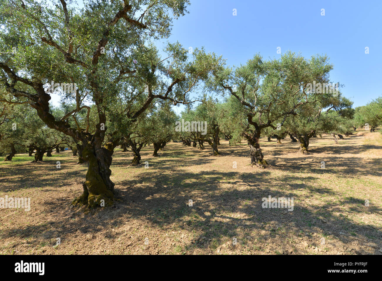 Mediterranean olive field with old olive trees Stock Photo - Alamy