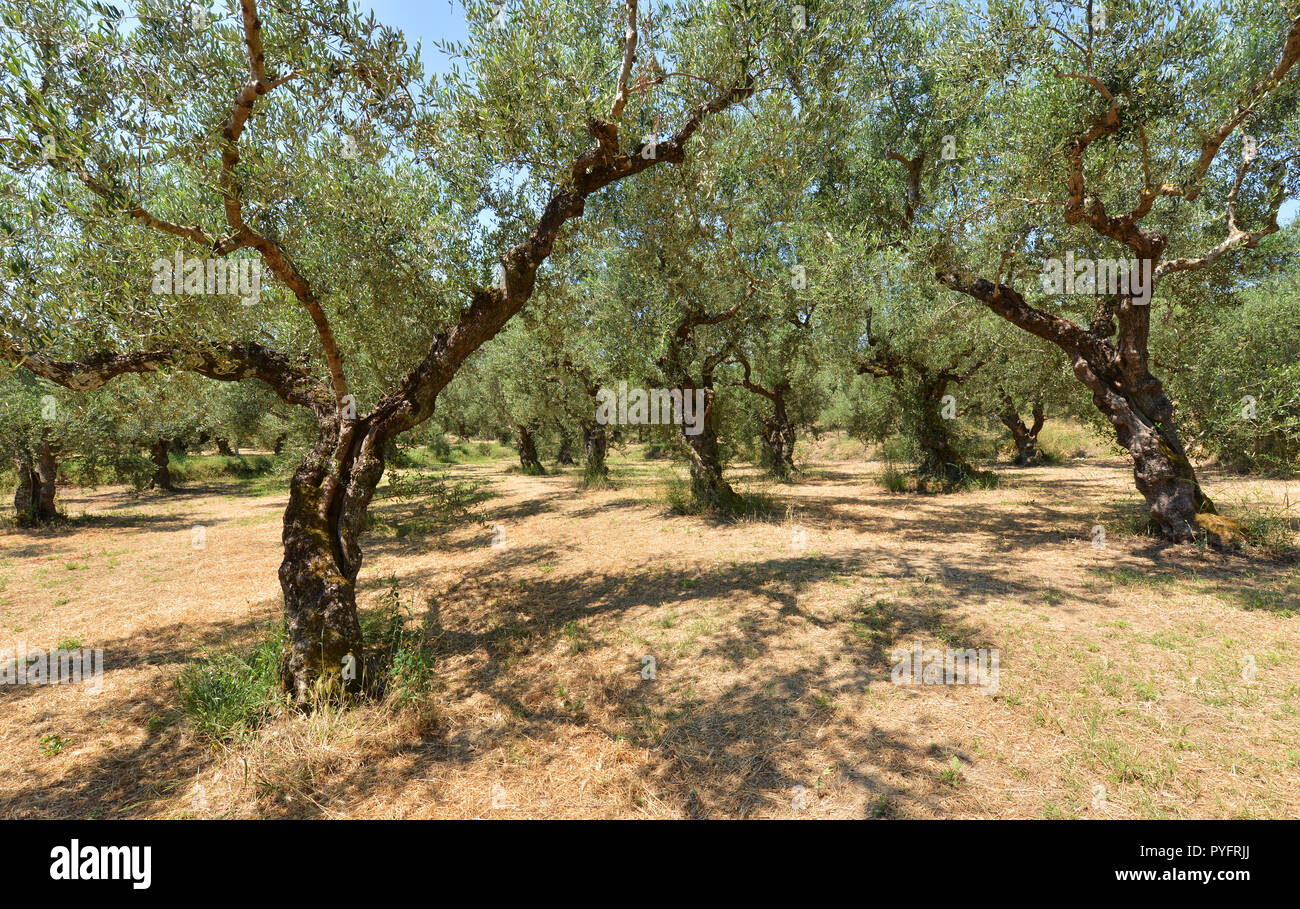 Mediterranean olive field with old olive trees Stock Photo - Alamy