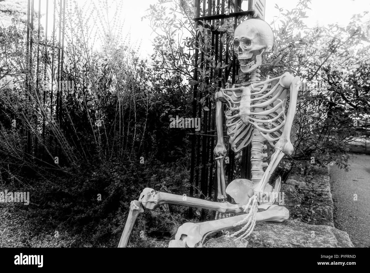 skeleton, Halloween display, black white Stock Photo - Alamy