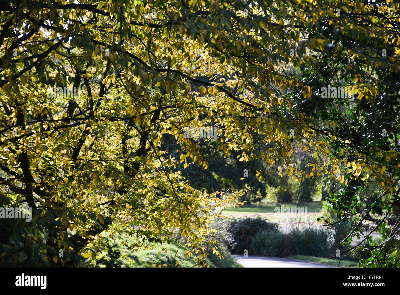 Sefton Park, Liverpool, Autumn time Stock Photo - Alamy