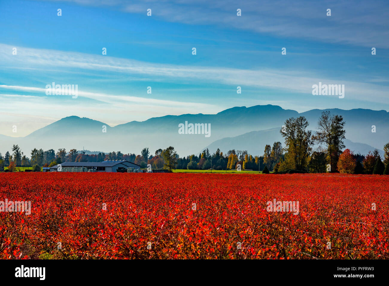 Blueberry farm hi-res stock photography and images - Alamy