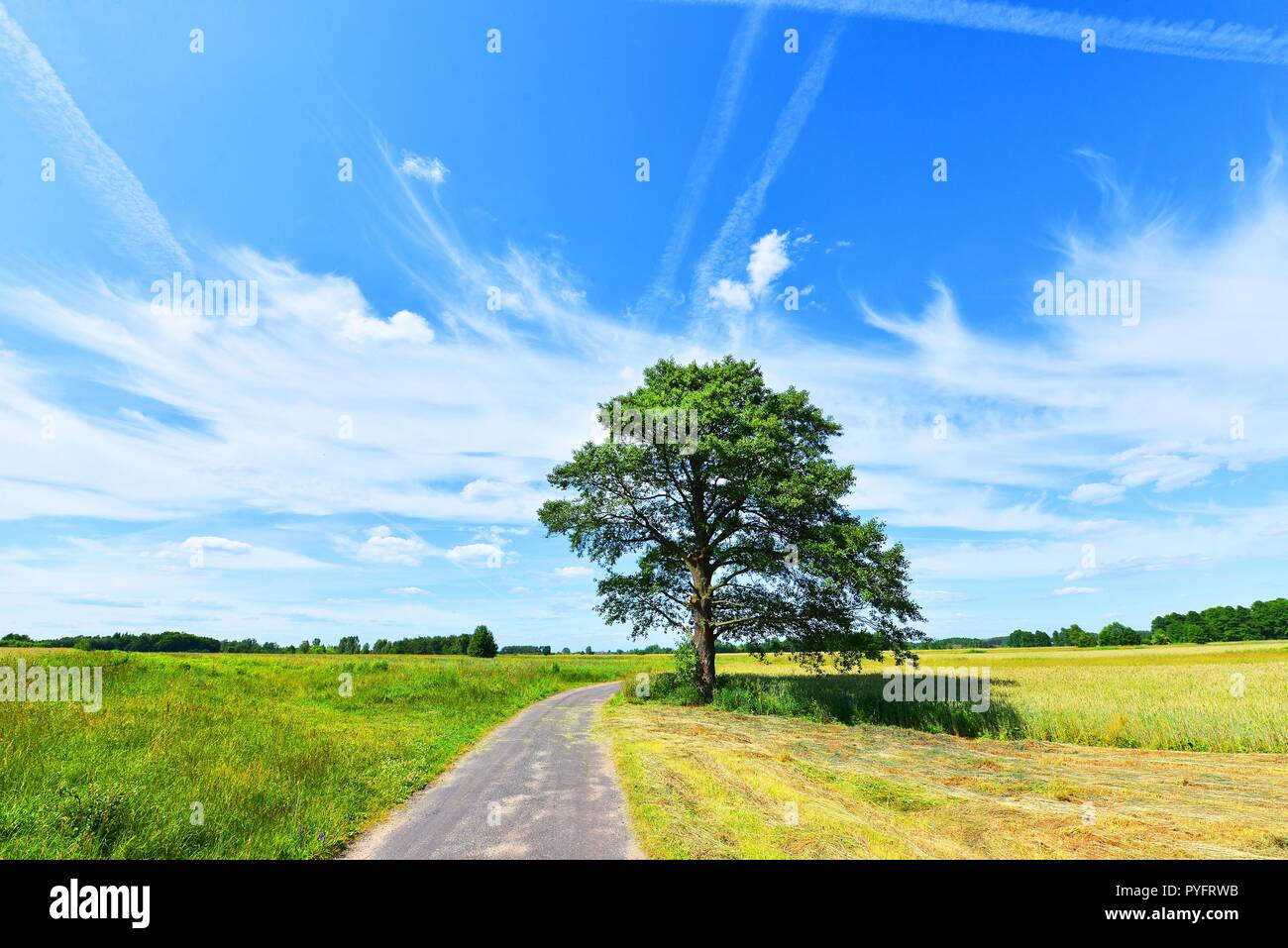 Beautiful summer landscape Stock Photo - Alamy