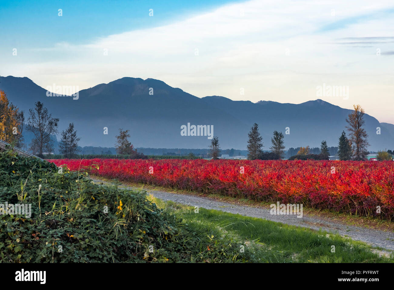 Blueberry farm, Abbotsford, British Columbia, Canada Stock Photo - Alamy