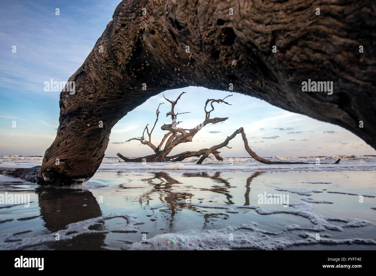 Gnarled tree reflections at Driftwood Beach - Jekyll Island, Georgia ...