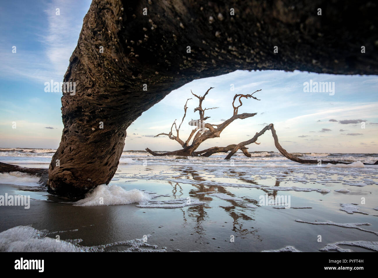 Gnarled Tree Bark Stock Photos & Gnarled Tree Bark Stock Images - Alamy
