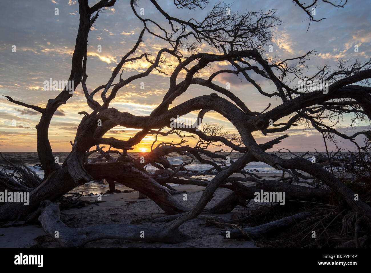 Gnarled Branches at Driftwood Beach - Jekyll Island, Georgia, USA Stock ...