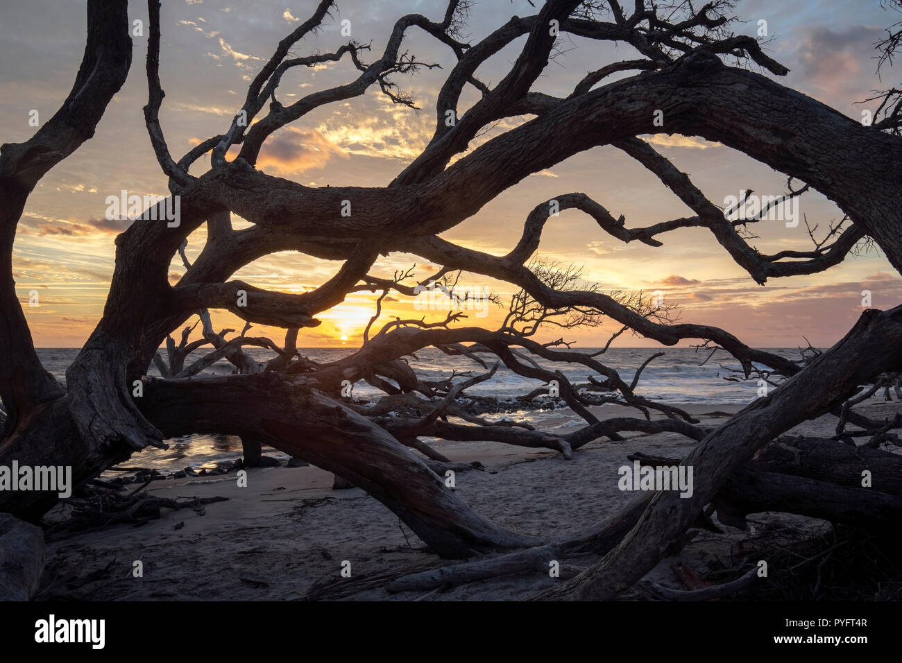Gnarled Branches at Driftwood Beach - Jekyll Island, Georgia, USA Stock ...