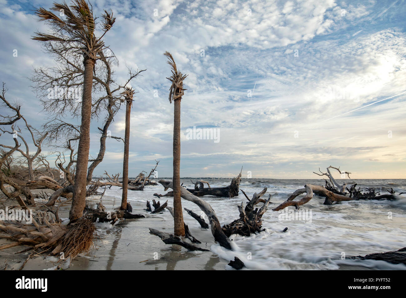 Desolate Driftwood Beach Landscape - Jekyll Island, Georgia, USA Stock ...