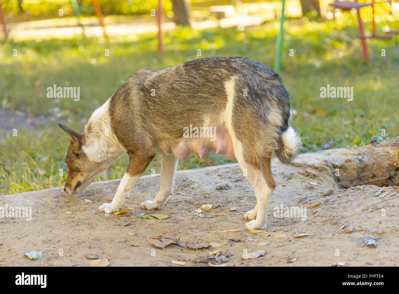 Brown nipples hi-res stock photography and images - Alamy