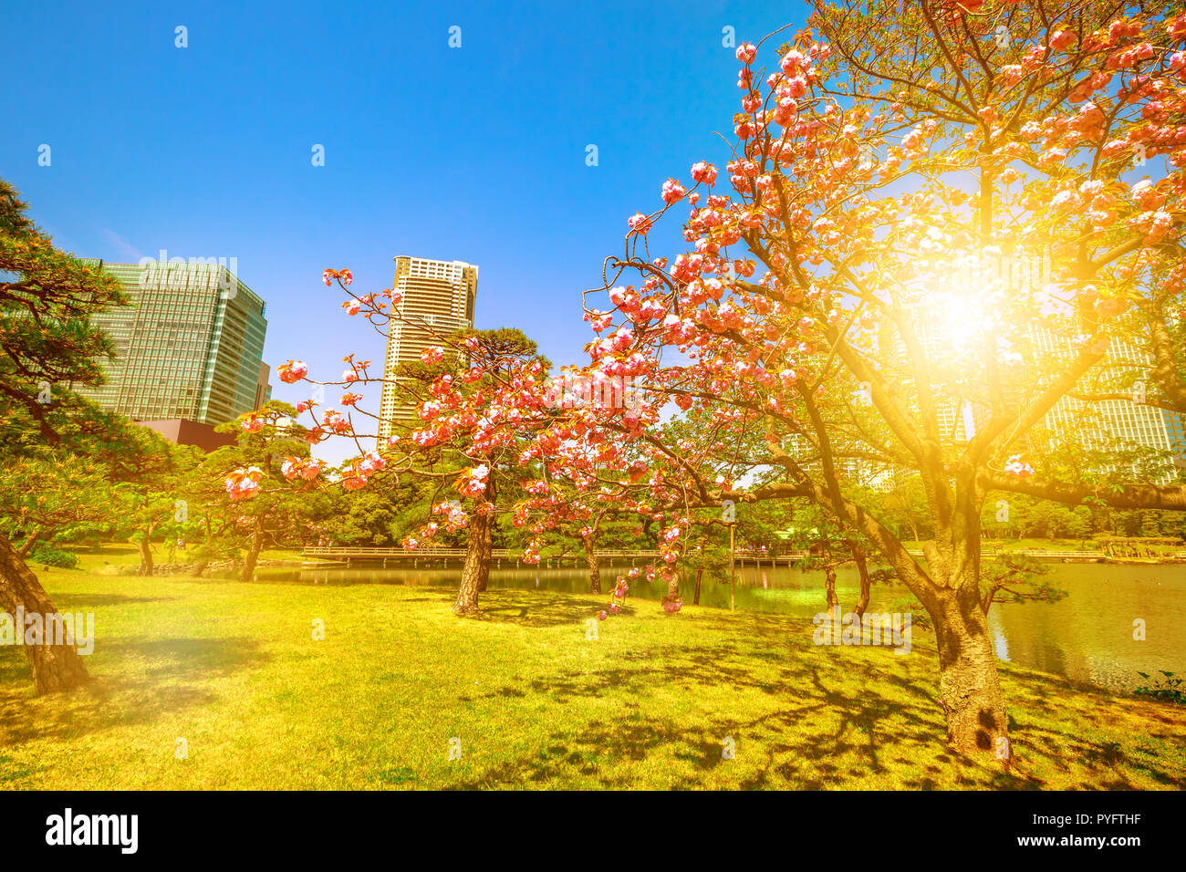 National flower of japan hi-res stock photography and images - Alamy