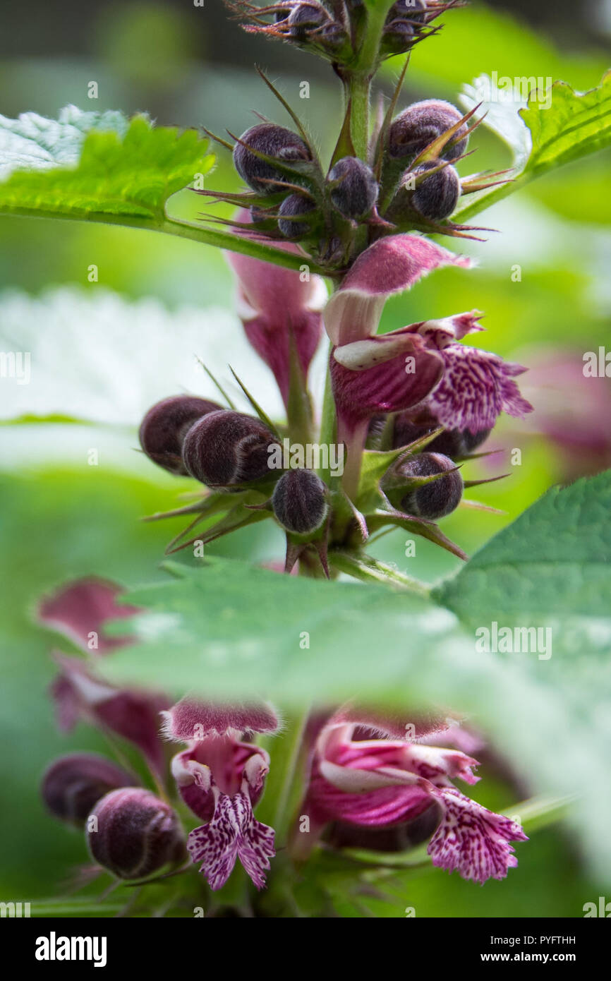 False nettle (lamium maculatum) with characteristic pink and white ...