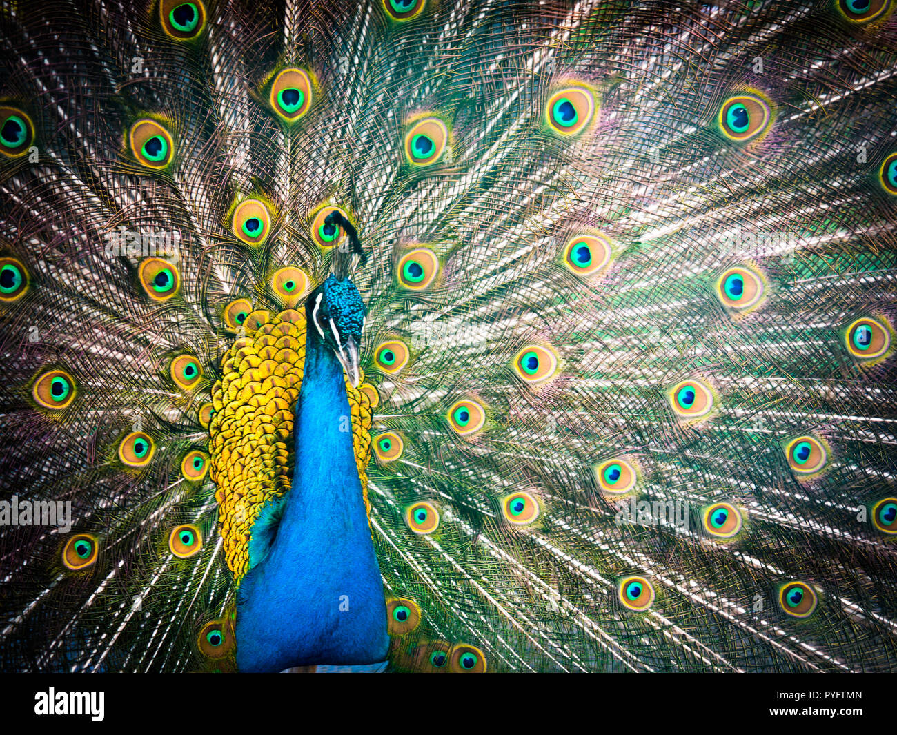 Colorful peacock and its wonderful tail Stock Photo - Alamy