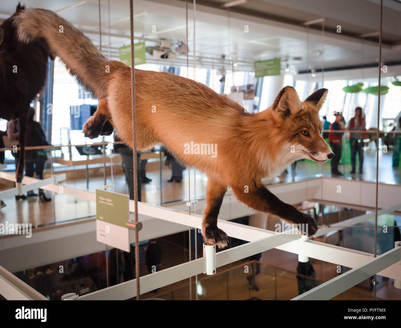 Embalmed fox exposed in a museum of natural sciences Stock Photo - Alamy