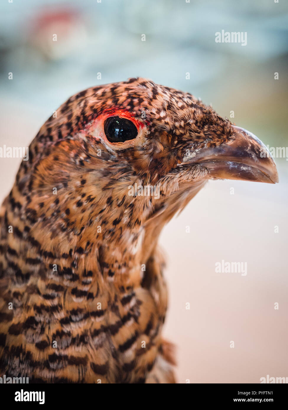 Close-up portrait of a red-legged partridge with soft feathers Stock ...