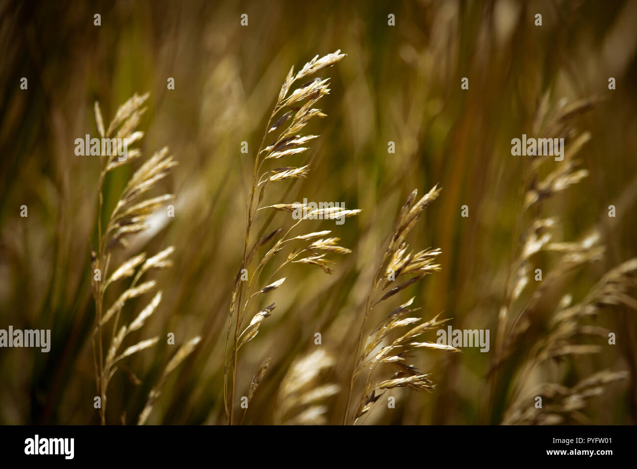 Golden grasses waving in the breeze Stock Photo - Alamy