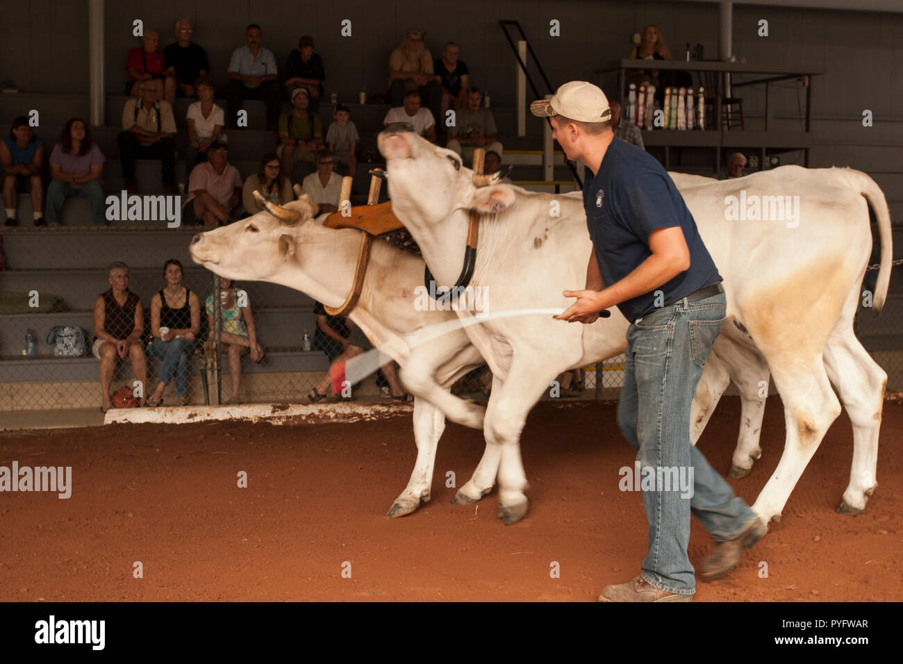 Oxen team pulling competition hi-res stock photography and images - Alamy