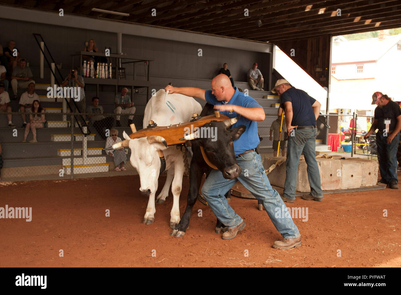 Ox pull at the country agricultural fair in Cummington, Massachusetts ...