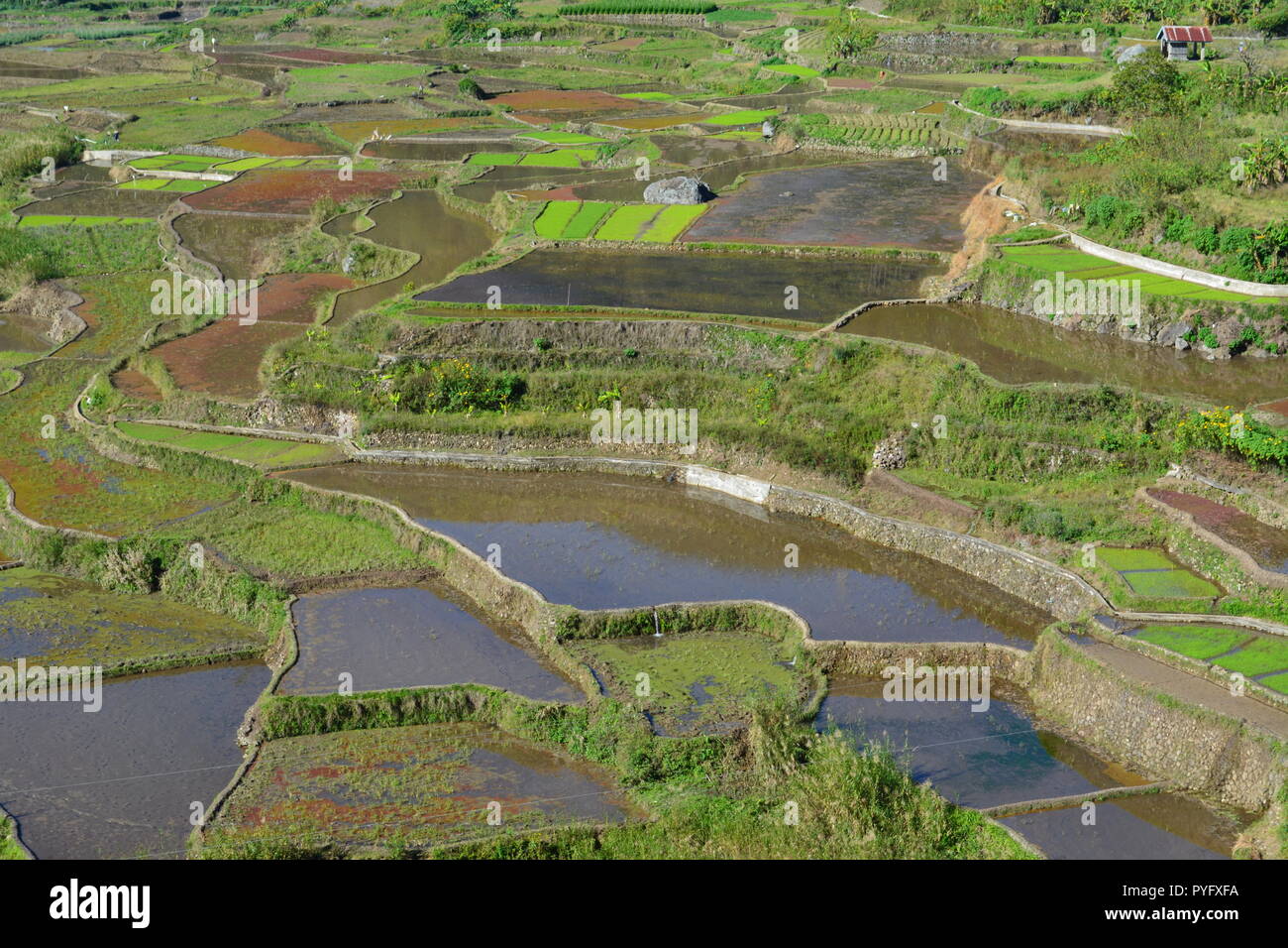 Sagada rice hi-res stock photography and images - Alamy