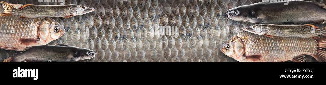 river fish on background scales, photo collage Stock Photo - Alamy